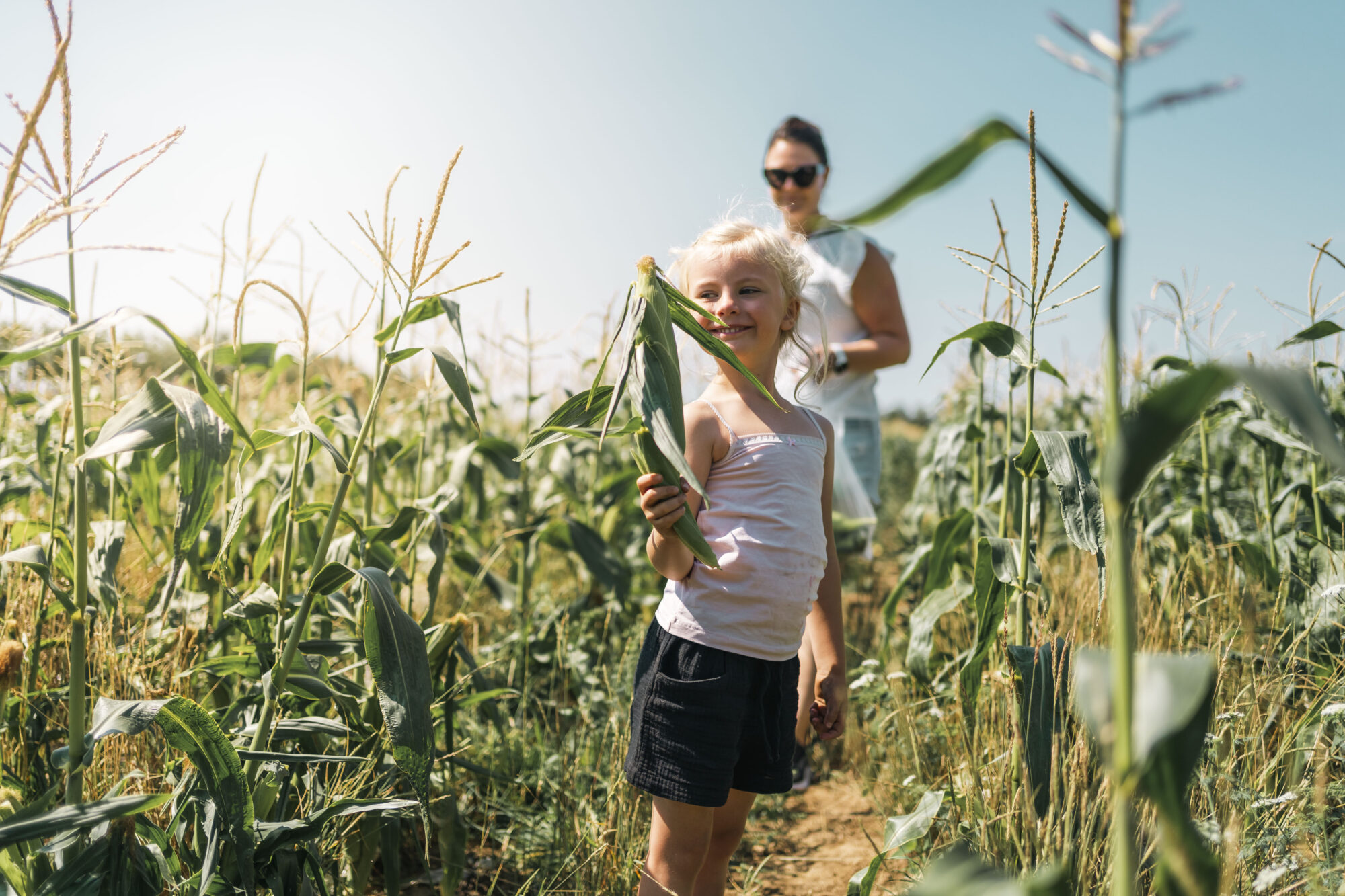 Notes from the Farm - August - Rectory Farm